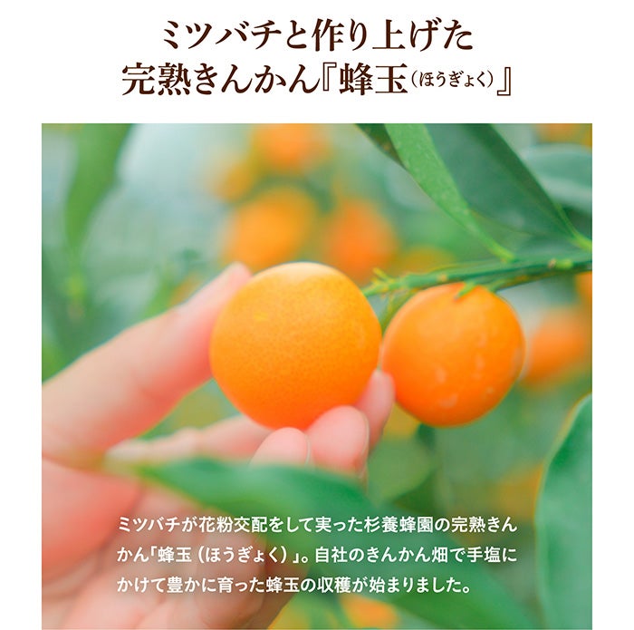 6月頃になるときんかん畑へやってきて花粉交配に励んでくれるミツバチたち。ミツバチのおかげで糖度が高く形の良いきんかんが育ちます。