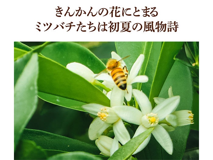 6月頃になるときんかん畑へやってきて花粉交配に励んでくれるミツバチたち。ミツバチのおかげで糖度が高く形の良いきんかんが育ちます。