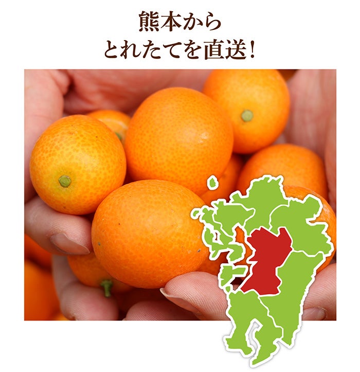 きんかんの実の状態を確認している様子。