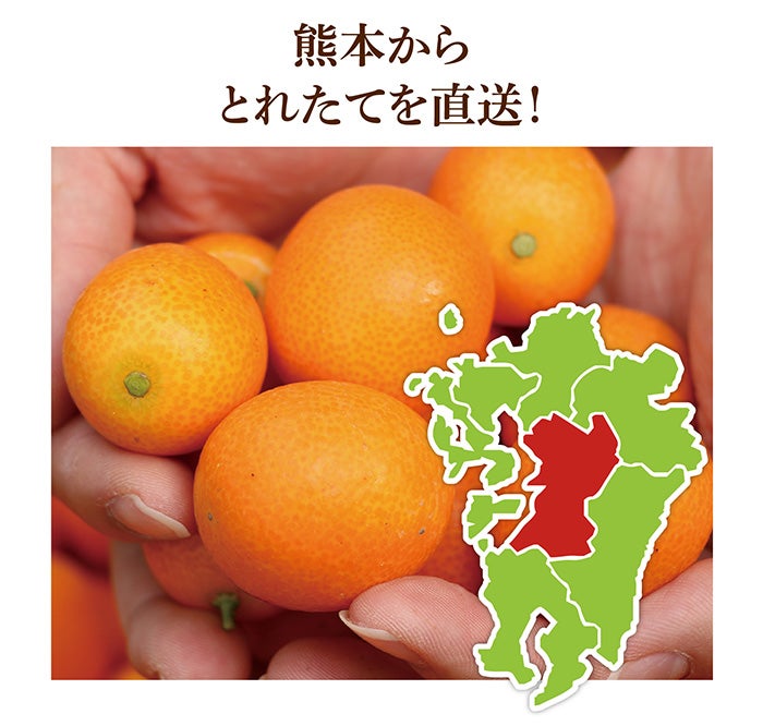 きんかんの実の状態を確認している様子。